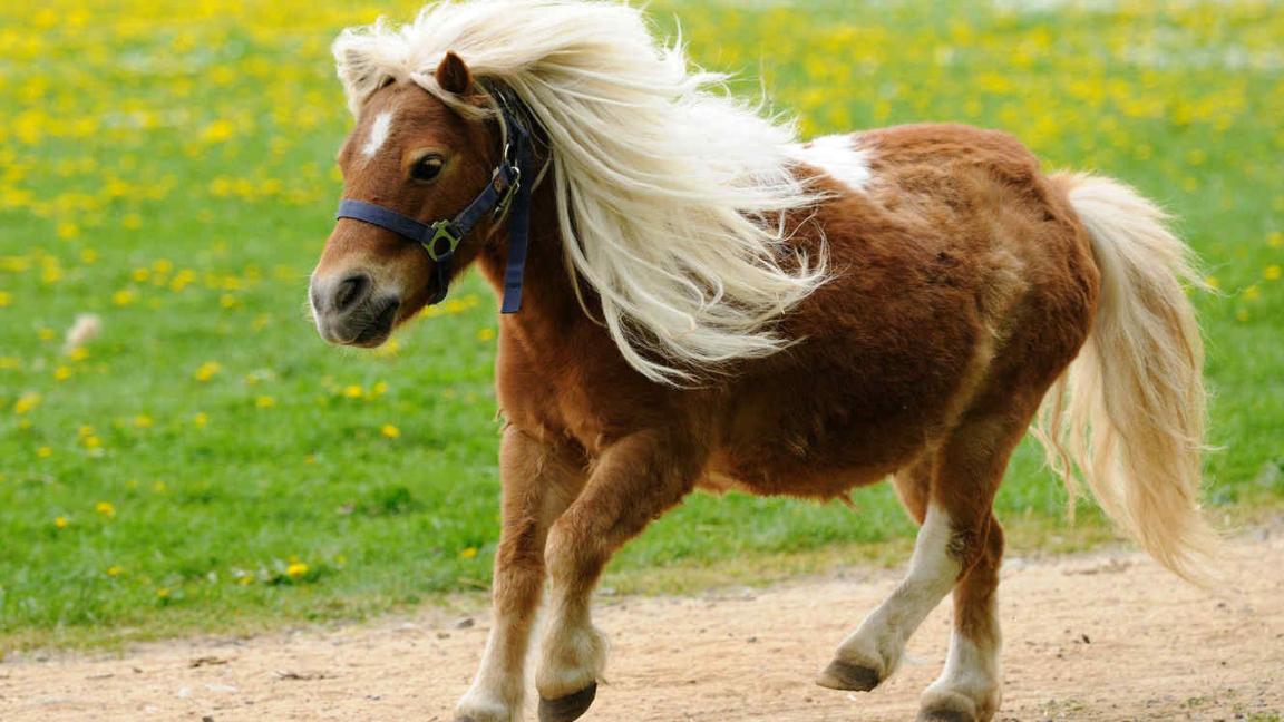 Detenido hombre por abusar de un poni - Núcleo Noticias